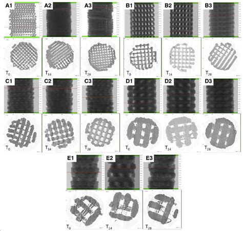 Microcomputed Tomography Three Dimensional Rendering And Evaluation Of Download Scientific