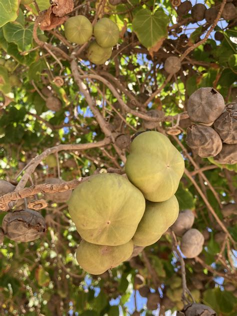 What Is This Tree Location Is Maui R Foraging