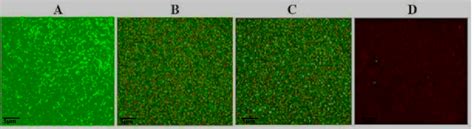 Colistin And Tetrandrine In Combination Kill Colistin‐resistant E
