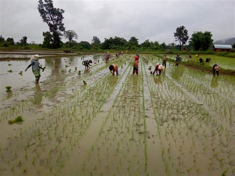 မြို့သစ်မြို့တွင် Cerp အစီအစဉ်အရ မိုးစပါး မျိုးသန့်မျိုးစေ့ထုတ်ခြင်း စိုက်ပျိုးဆောင်ရွက
