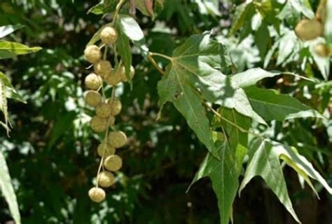 Platanus Wrightii Swatson Arizona Sycamore World Flora Plntnet