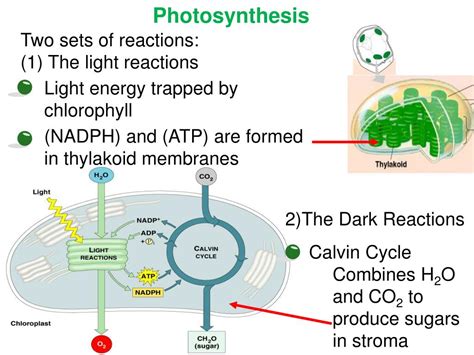 Ppt Lab 7 The Light Reactions Of Photosynthesis Powerpoint