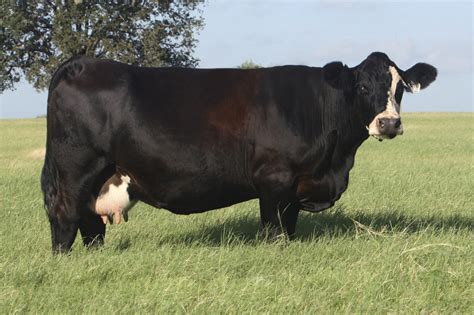 Making A Significant Genentic Contribution To The Us Beef Industry