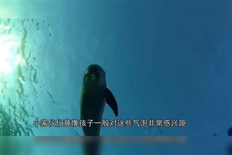 潜水员躺在水底吐泡泡一群海豚凑了过来接下来别笑 海豚 泡泡 潜水员