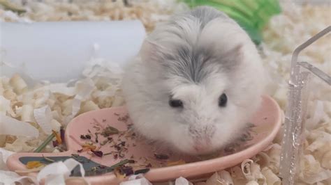 돼지햄스터 Youtube