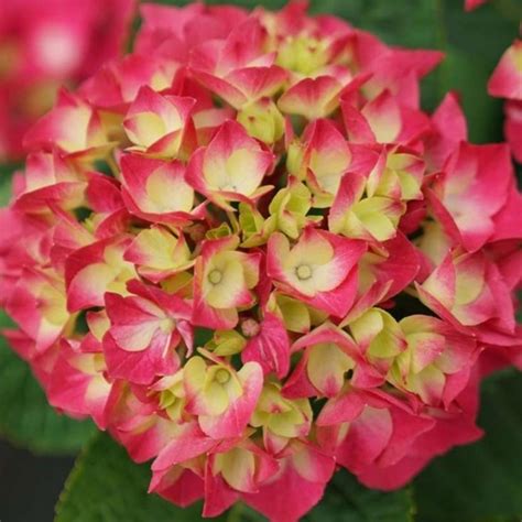 Overdevest Nurseries Lp Hydrangea Mac Wee Bit Giddy®