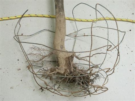 Tree Planted Too Deep Examples Walter Reeves The Georgia Gardener