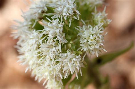 Butterbur A Herb Definitely Worth Trying BeFantastico