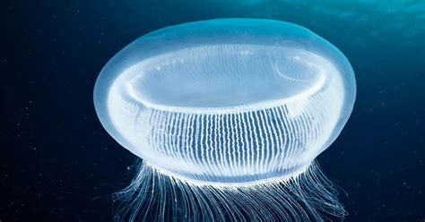 10 amazing facts about Jellyfish - Daily Star