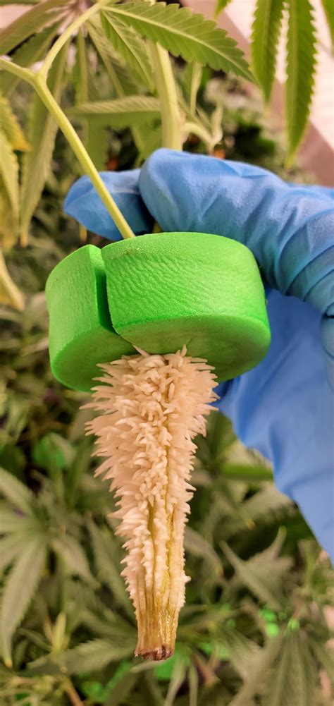 thought you guys might appreciate the cloning action day 10 from cut r rootedporn