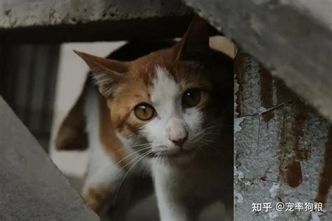 老一辈总说不要捡猫回家养这到底是为什么呢 知乎