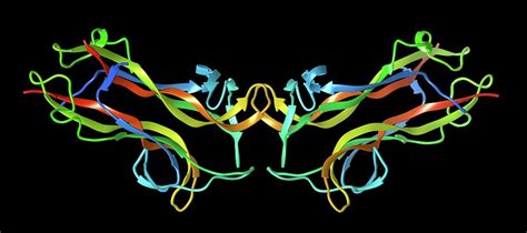 Brain Derived Neurotrophic Factor Photograph By Alfred Pasieka Pixels