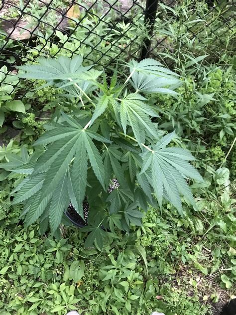 Is This Nitrogen Burn Or Just Normal Flowering Routdoorgrowing