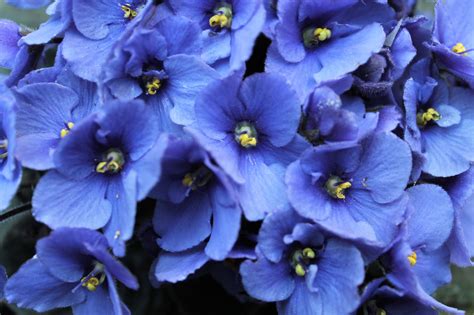 Banco De Imagens Flores Violeta Africano Flor Planta De