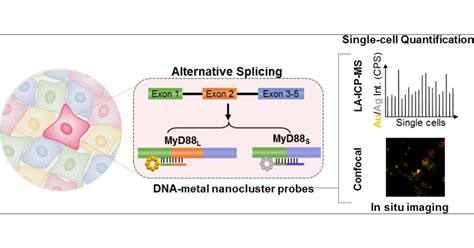 Dual Functional Nanocluster Probe Based Single Cell Analysis Of Rna