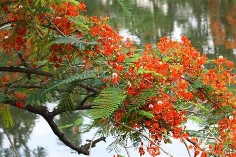 រដ្ឋបាលខេត្តកំពង់ចាម ដាំដើមក្ងោក ៤០០ដើម ជុំវិញប្រាសាទនគរបាជ័យ