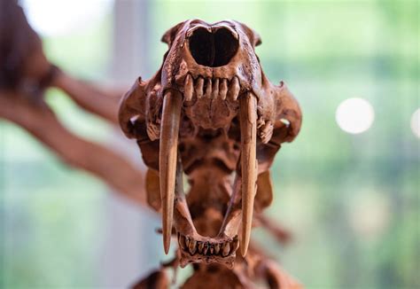 Wow Mississippi Man Finds 10 000 Year Old Saber Toothed Tiger Fossil