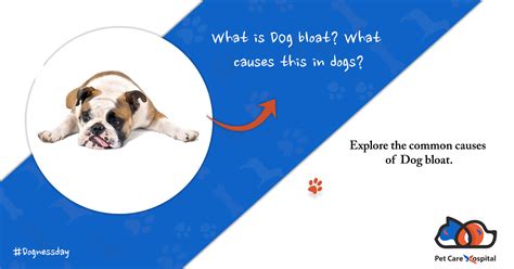 Signs And Symptoms Of Dog Bloat Pet Care Hospital Delhi