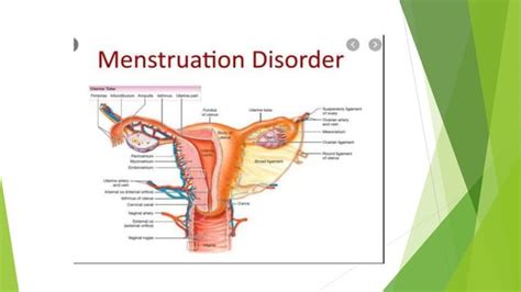 Menstural Disorders Neuroendocrine Syndromes Kumar Vikash PPT