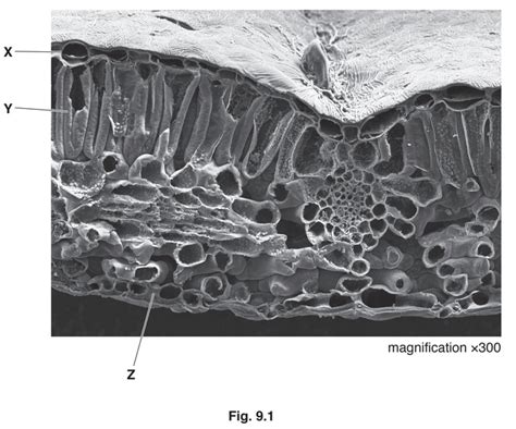 IGCSE Biology 0610 6 2 Leaf Structure IGCSE Style Questions Paper 3