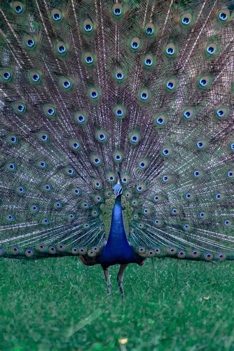 Dancing Peacock In The Forest Stock Image Image Of Multi Farm 256836267