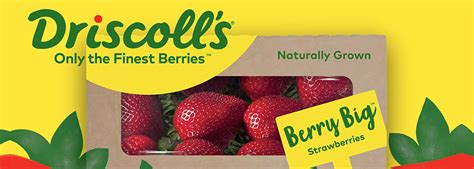 Driscolls Introduces Berry Big™ Strawberries Andnowuknow