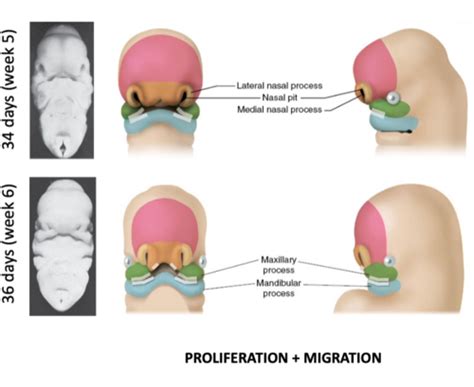 Maxillary Process Embryology