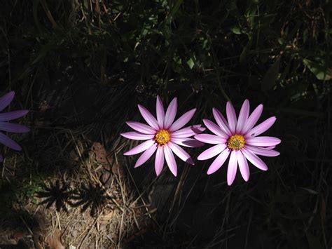 Free Images Light Sunshine Sun Hiking Flower Petal Summer