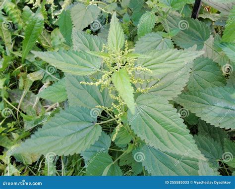 Nettle Stinging Nettle In The Day Stinging Nettle Or Common Nettle