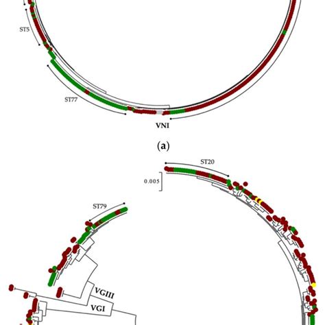 Pdf Cryptococcus Neoformans And Cryptococcus Gattii Species Complexes