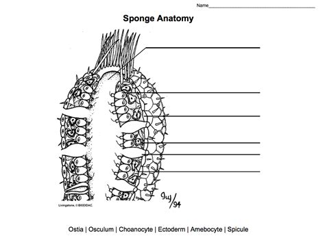 Science Chapter 30 Sponges Diagram Quizlet