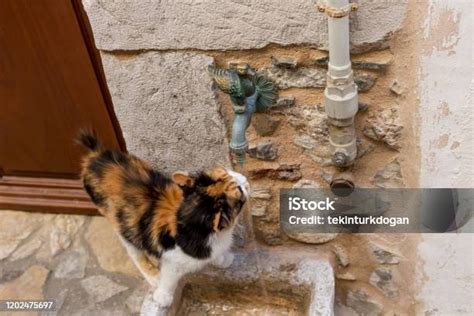 그리스 에게 해의 그리스 키오스 섬의 피르기 마을에서 수돗물을 마시는 목마른 길 잃은 고양이 고대 그리스 양식에 대한 스톡 사진 및 기타 이미지 Istock