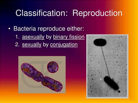 PPT BACTERIA PowerPoint Presentation Free Download ID