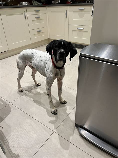 Judy Pointers In Need English Pointer Rescue And Rehoming