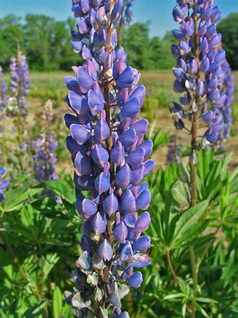Perennial Lupine