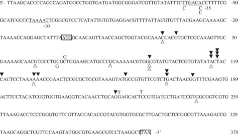 Site Distribution Of Single Base Deletions And Base Substitutions In