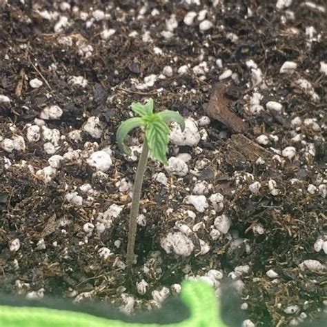 Mutated Seedling Grow Question By Theprofessorgrows Growdiaries