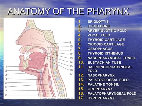 Pharynx Definition Anatomy Functions And Diagram