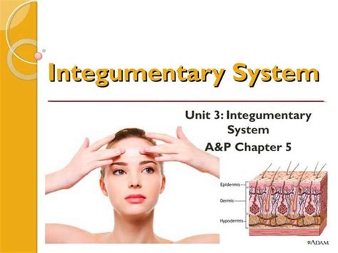 Science 6 Q2 L2 Parts And Functions Of The Integumentary System Pptx Skin And Dermatology