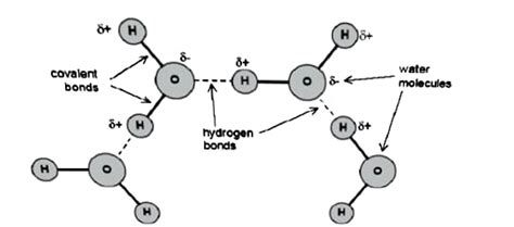 Solved Draw A Diagram Of Hydrogen Bonds Between Water Molecules In Each Course Hero