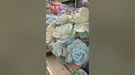 백봉율무네다육 다육사랑 다육식물 푸들은사랑입니다 Youtube