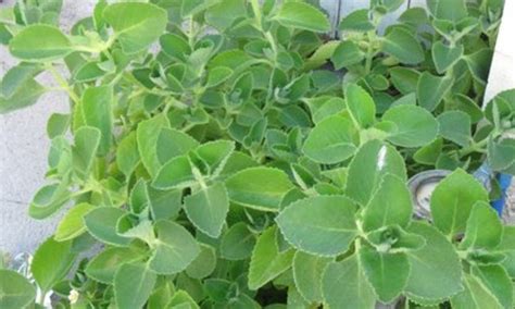 Oregano Plant And Oregano Uses HubPages