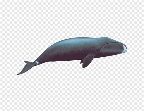 الحيتان اليمنى حوت العنبر Rorqual الحوت الحوت Bowhead الحوت الأسود