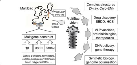 The Multibac Baculovirus Expression Vector System Multibac Consists Of