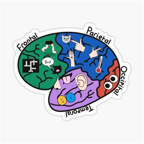 Brain Lobe Functions Sticker For Sale By Stuieunodostres Redbubble