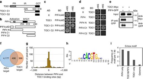Toc1 Pif4 Interaction Mediates The Circadian Gating Of Thermoresponsive Growth In Arabidopsis