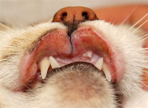 Cat Allergy Swollen Lips