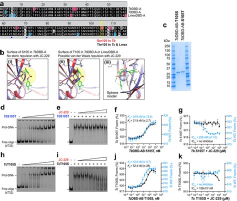Dbd A Of T Brucei Rpa1 Has The Jc 229 Binding Pocket And S105 Is Download Scientific Diagram
