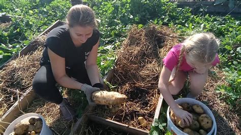 Картошка в сене. Ленивый огород семьи Курагиных, катрошка 2018 - YouTube