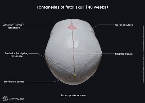 Fontanelles Of Fetal Skull Superoposterior View Media Library Anatomy App Learn Anatomy